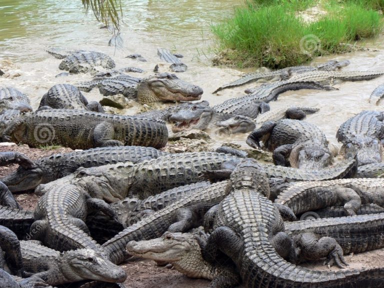Alligator Facts: 20 Interesting Facts About Alligators