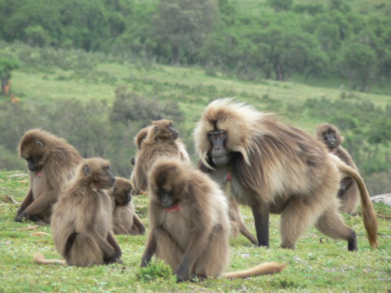 20 Interesting Baboon Facts