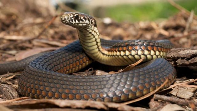 Evil Animals: Which Creepy Animals are Associated with Evil?