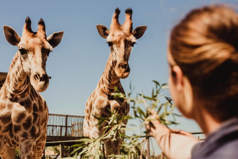 The Best Zoos To Visit In Cape Town